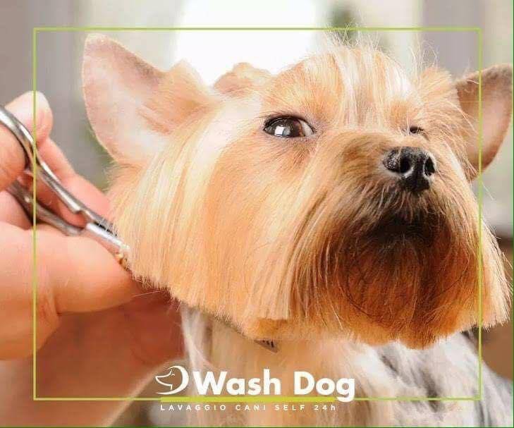 Negozio di toelettatura in Vendita