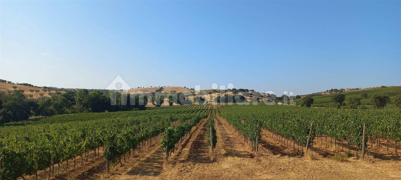 Azienda agricola in Vendita