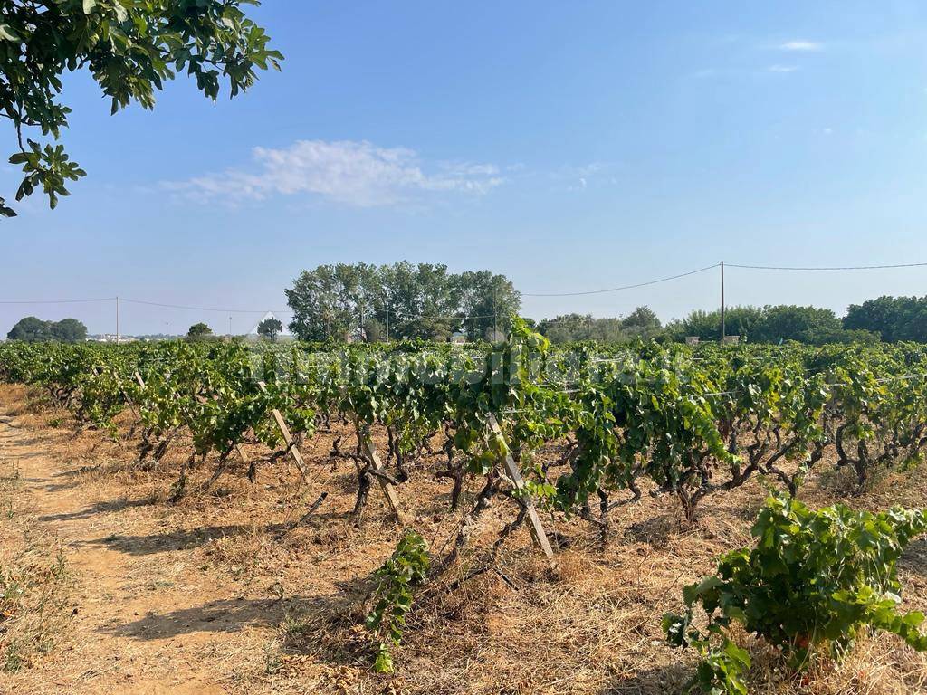 Azienda agricola in Vendita