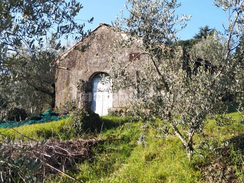 Terreno agricolo via Colle Ripa, Zagarolo, rif. 101061909 - Immobiliare.it