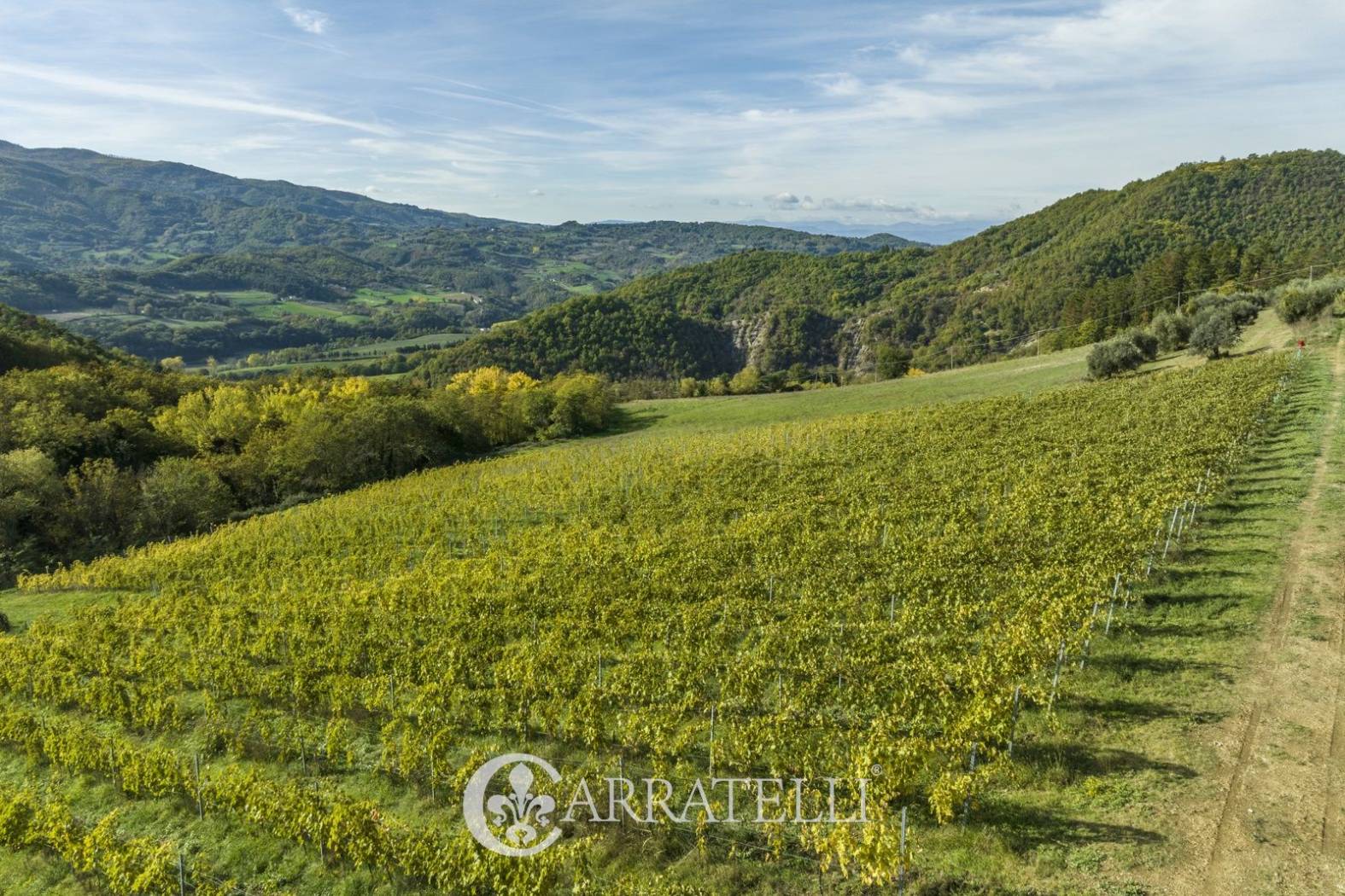 Azienda agricola in Vendita