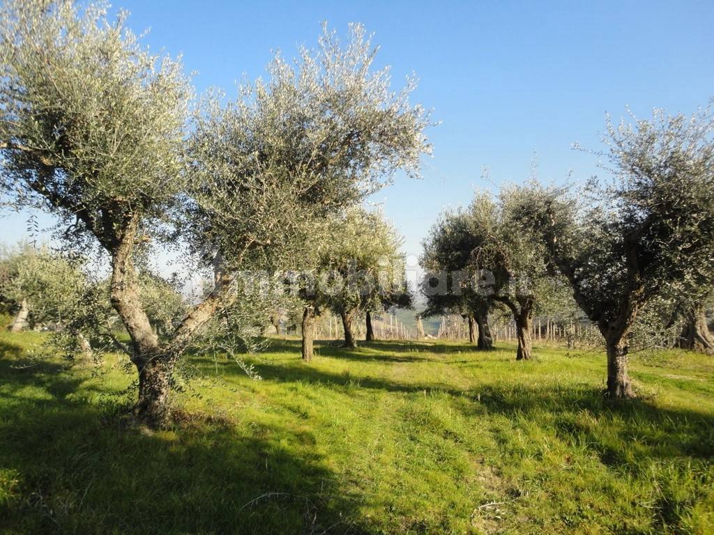 Vendita Rustico Monte Roberto. 197 m², rif. 89005153