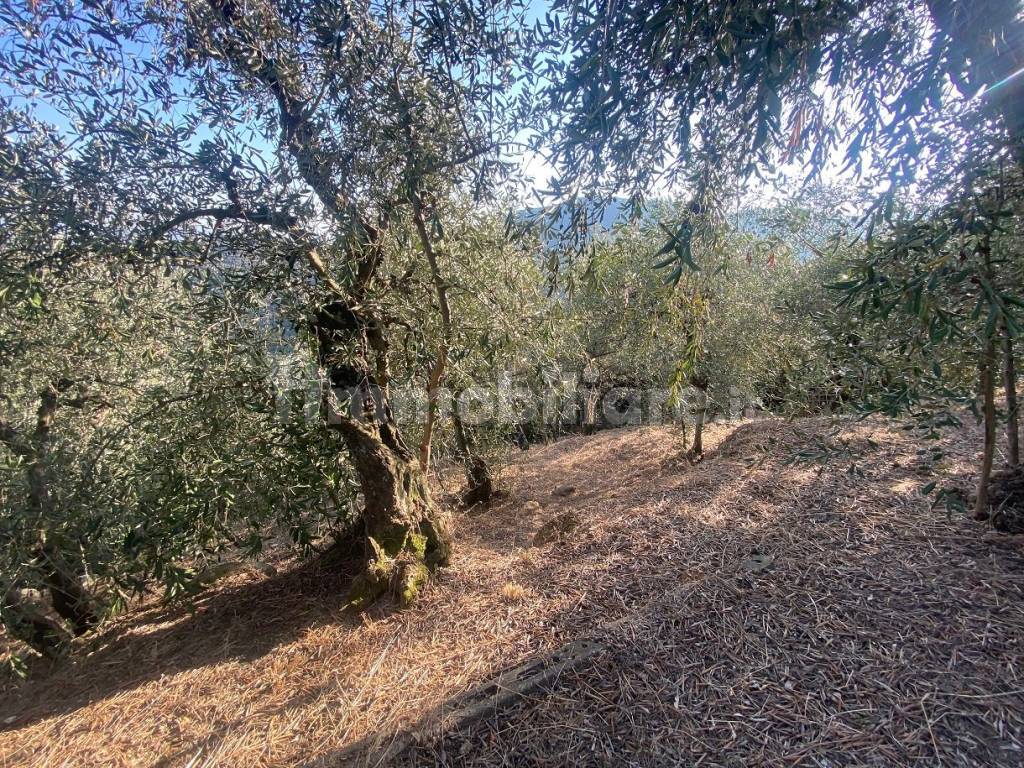 Terreno agricolo via dei Maggi Butesi, Buti, rif. 106642003 ...