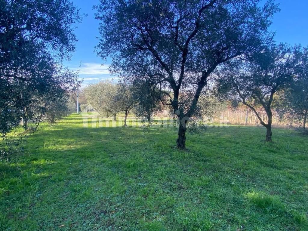 Terreno agricolo via Colle Persico, Zagarolo, rif. 109259683 ...