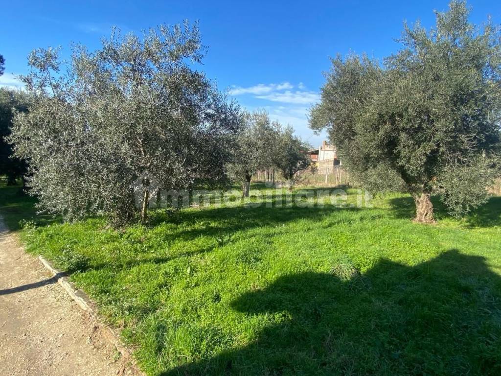 Terreno agricolo via Colle Persico, Zagarolo, rif. 109259683 ...