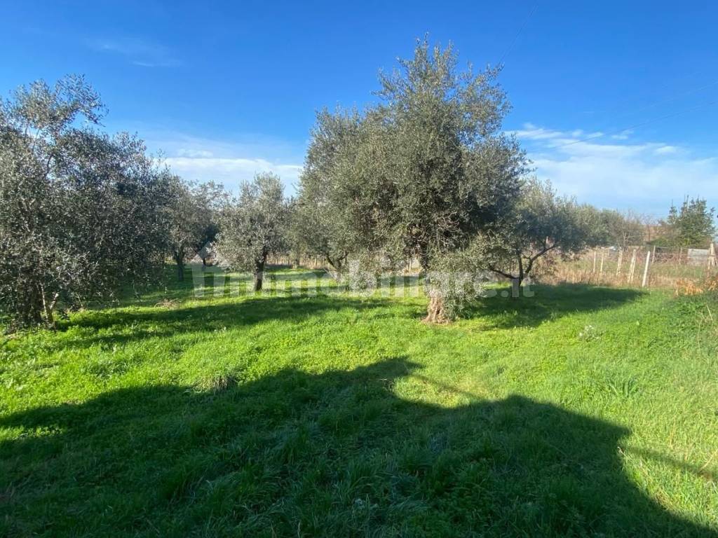 Terreno agricolo via Colle Persico, Zagarolo, rif. 109259683 ...