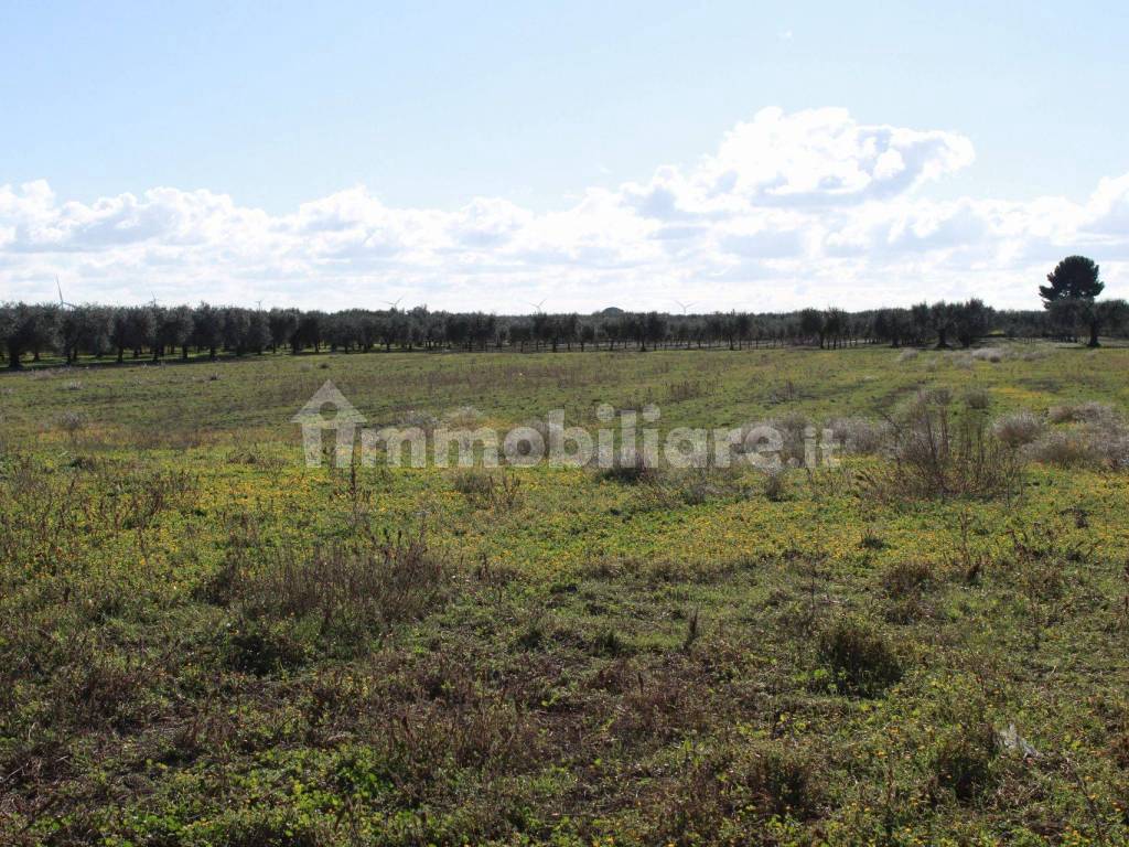 Terreno agricolo Ss272, San Severo, rif. 119708976 - Immobiliare.it