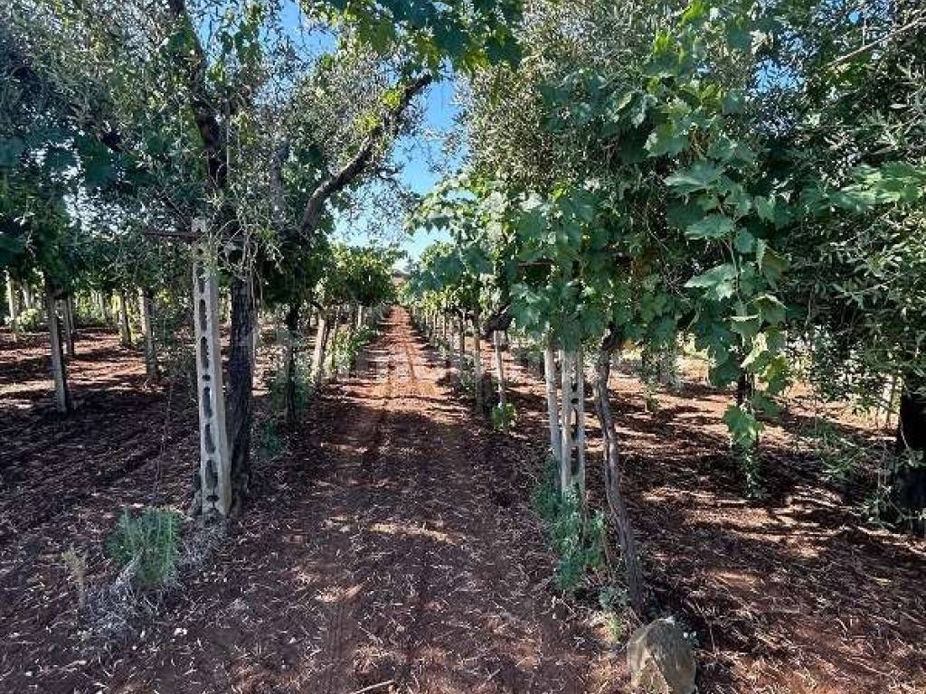 Terreno agricolo via Vigne Nuove, Genzano di Roma, rif. 120596106 ...