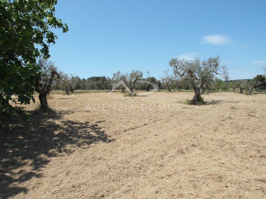 Terreno agricolo Località Argillari, Racale, rif. 121701490 ...