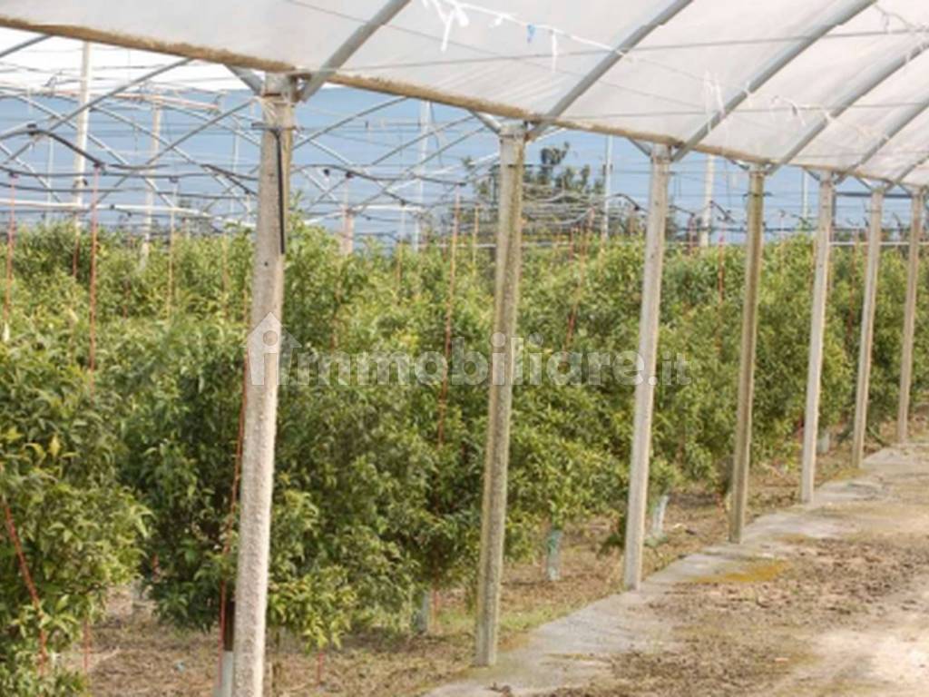 Asta per terreno agricolo, Sp5 Francofonte, rif. 125334237 - Immobiliare.it