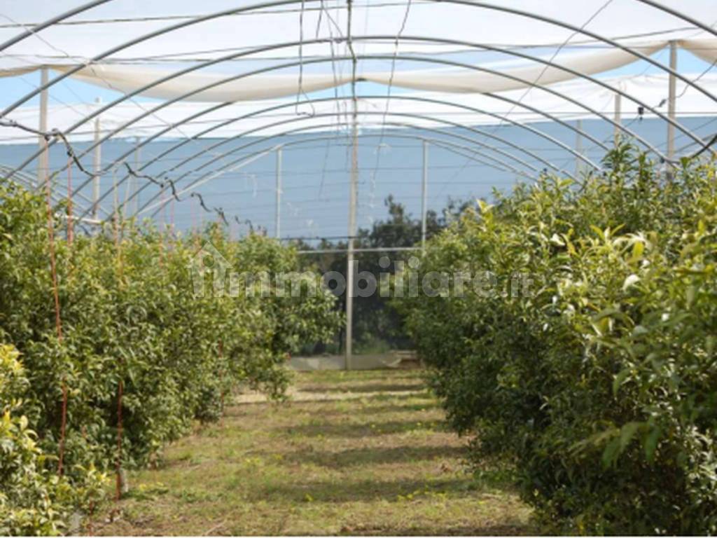 Asta per terreno agricolo, Sp5 Francofonte, rif. 125334237 - Immobiliare.it