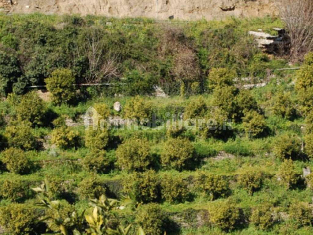 Asta per terreno agricolo, Sp5 Francofonte, rif. 125334237 - Immobiliare.it