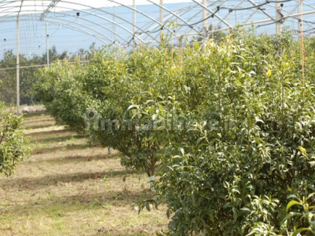 Asta per terreno agricolo, Sp5 Francofonte, rif. 125334237 - Immobiliare.it