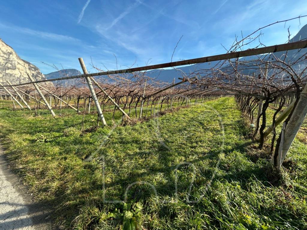 Terreno agricolo, Roverè della Luna, rif. 125336703 - Immobiliare.it