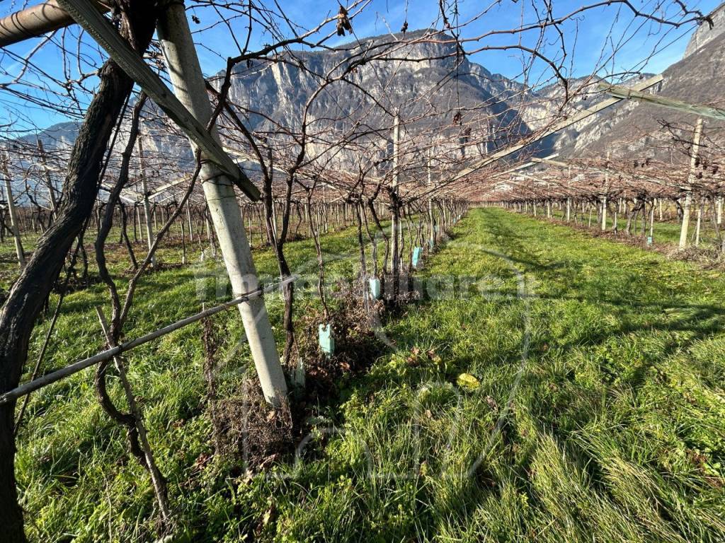 Terreno agricolo, Roverè della Luna, rif. 125336703 - Immobiliare.it