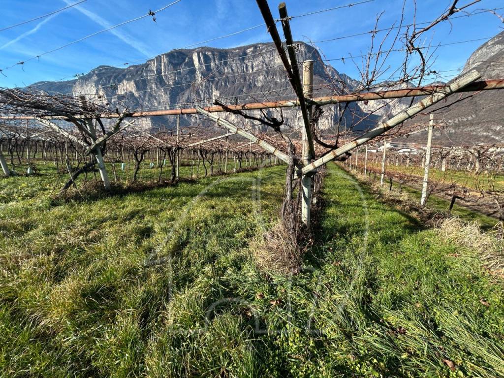 Terreno agricolo, Roverè della Luna, rif. 125336703 - Immobiliare.it