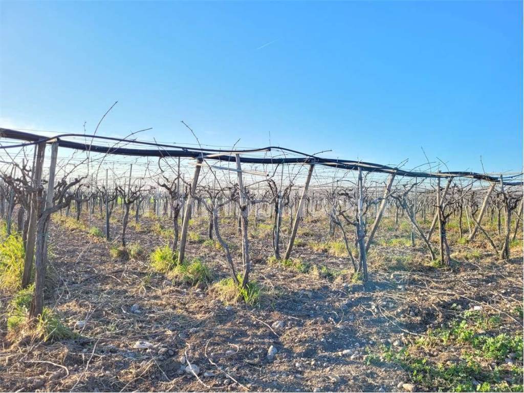 Terreno agricolo Pozzo Di Monachello, Cerignola, rif. 125737981 ...