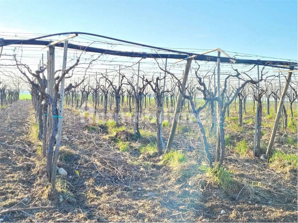 Terreno agricolo Pozzo Di Monachello, Cerignola, rif. 125737981 ...