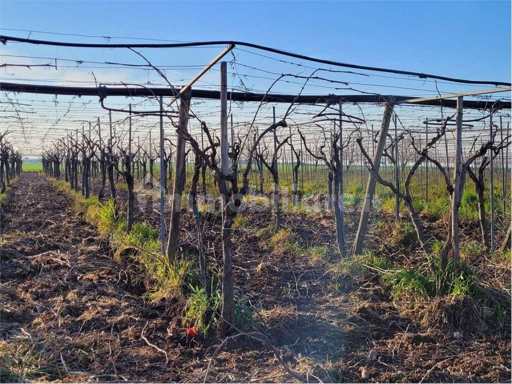 Terreno agricolo Pozzo Di Monachello, Cerignola, rif. 125737981 ...