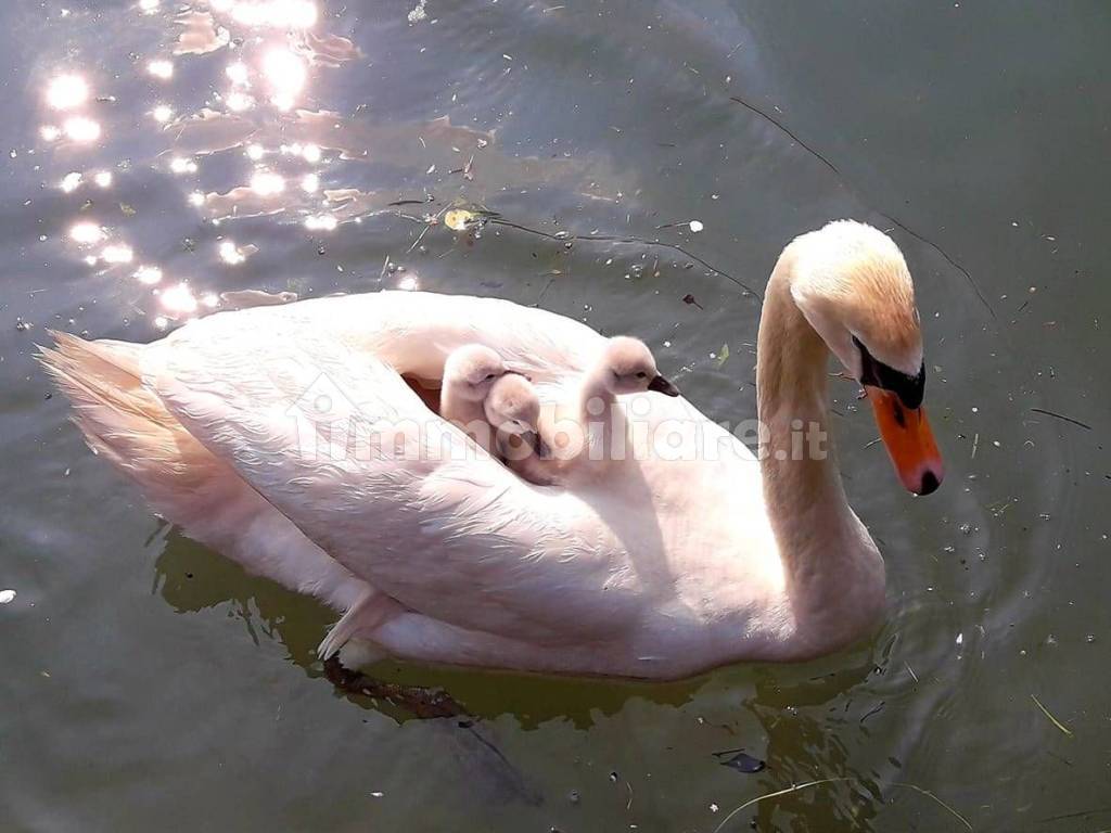 Vendita Appartamento Silea. Trilocale, Nuovo, primo piano, posto auto ...