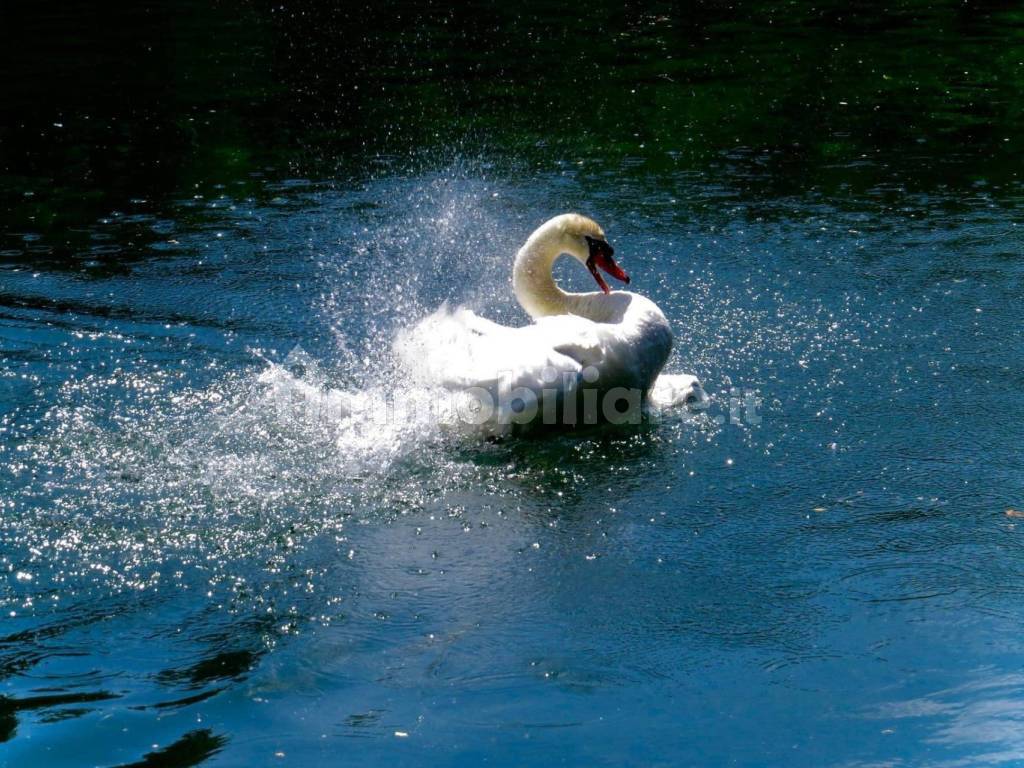 Vendita Attico Silea. Nuovo, posto auto, con terrazza, rif. 126274321