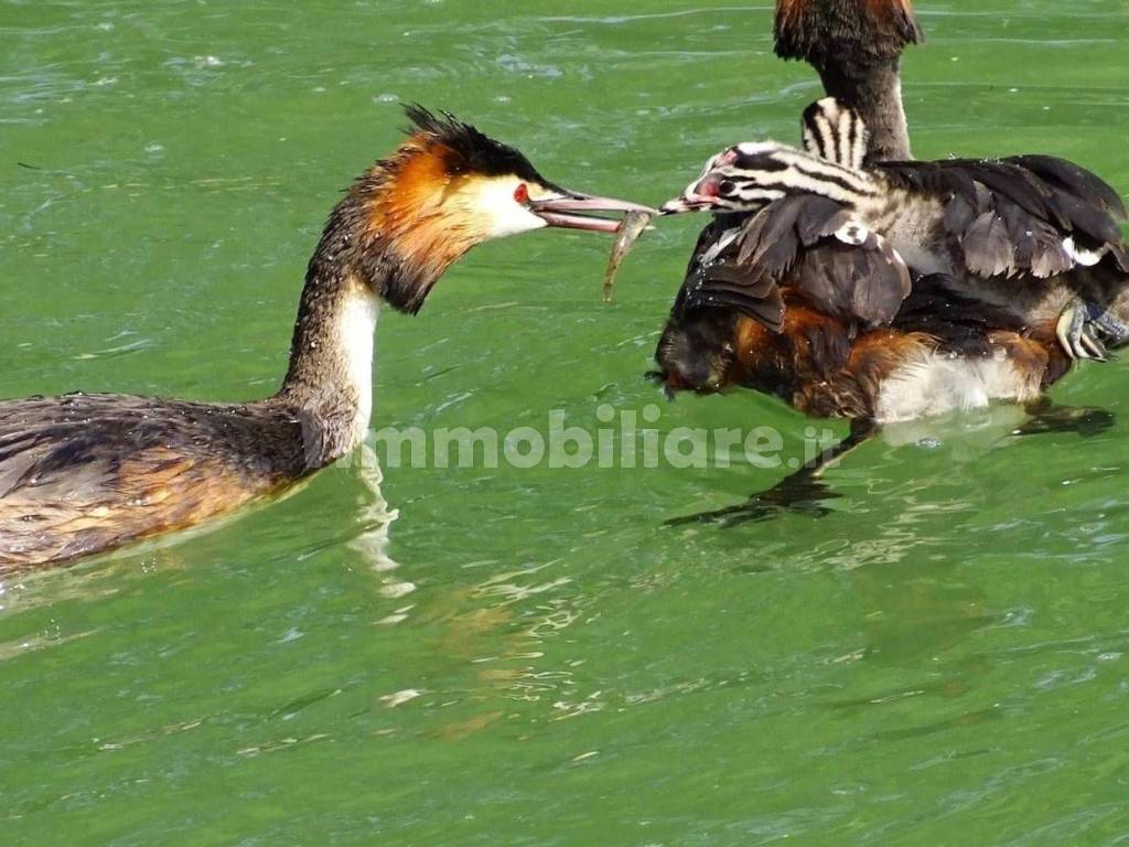 Vendita Attico Silea. Nuovo, posto auto, con terrazza, rif. 126274331